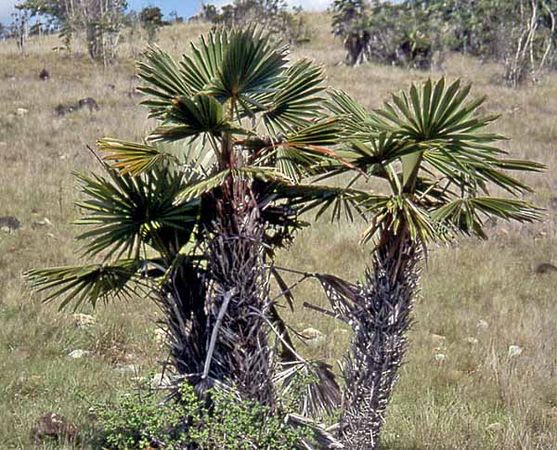 Coccothrinax garciana - Palmpedia - Palm Grower's Guide