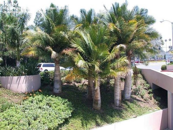 Ravenea rivularis - Palmpedia - Palm Grower's Guide