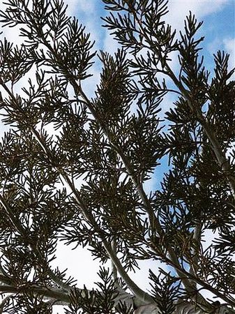 Tahina spectabilis - Palmpedia - Palm Grower's Guide