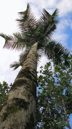 Syagrus botryophora - Palmpedia - Palm Grower's Guide