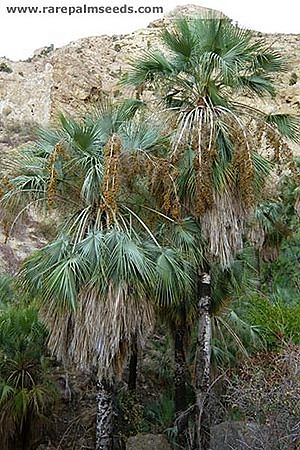 Brahea clara - Palmpedia - Palm Grower's Guide