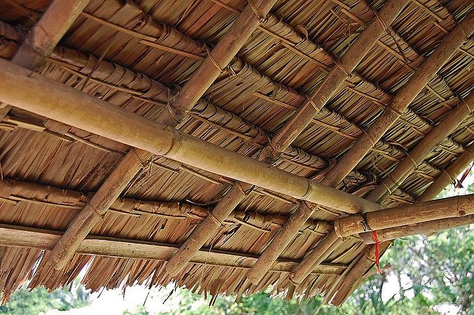 Metroxylon sagu - Palmpedia - Palm Grower's Guide