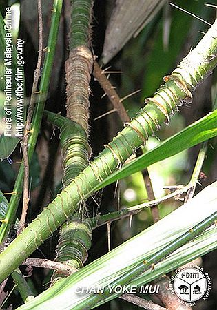 Daemonorops macrophylla - Palmpedia - Palm Grower's Guide