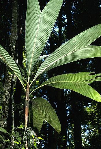 Pinanga chaiana - Palmpedia - Palm Grower's Guide