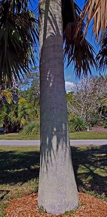 Sabal domingensis - Palmpedia - Palm Grower's Guide