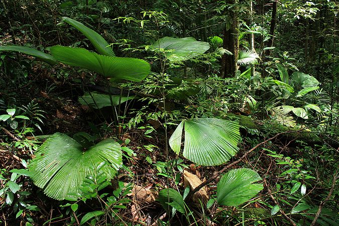 Licuala orbicularis - Palmpedia - Palm Grower's Guide