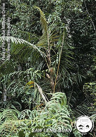 Daemonorops grandis - Palmpedia - Palm Grower's Guide