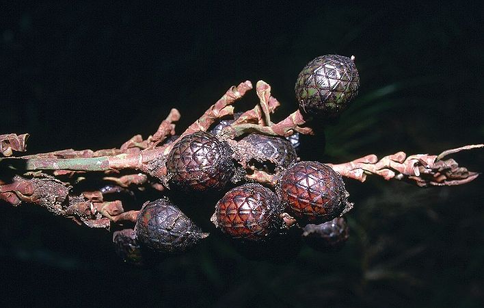 Daemonorops didymophylla - Palmpedia - Palm Grower's Guide