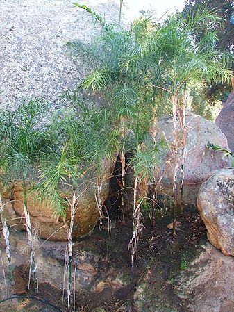 Chamaedorea plumosa - Palmpedia - Palm Grower's Guide