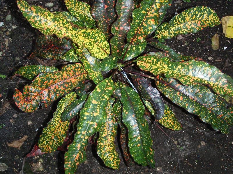 FRECKLES - Palmpedia - Palm Grower's Guide