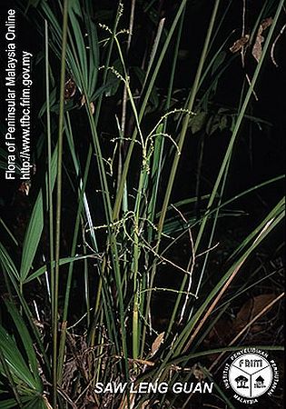 Licuala paludosa - Palmpedia - Palm Grower's Guide