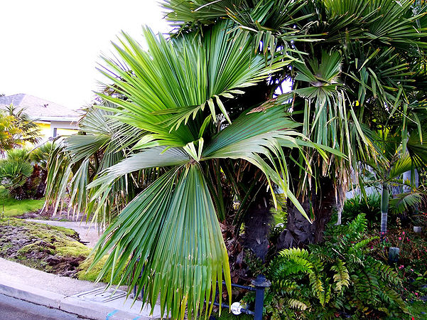 Livistona speciosa - Palmpedia - Palm Grower's Guide