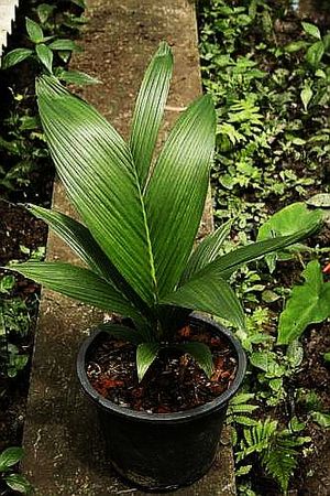 Areca macrocalyx - Palmpedia - Palm Grower's Guide