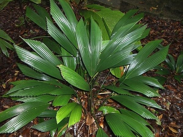 Licuala sp. "Be Bop Delux" - Palmpedia - Palm Grower's Guide