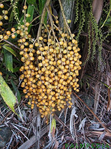 Ptychosperma lauterbachii - Palmpedia - Palm Grower's Guide
