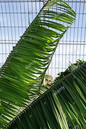Ravenea moorei - Palmpedia - Palm Grower's Guide