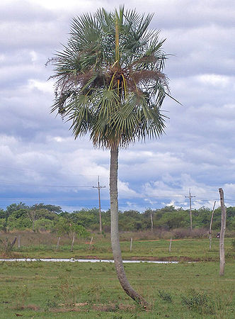 Copernicia alba - Palmpedia - Palm Grower's Guide