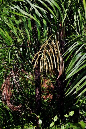 Syagrus flexuosa - Palmpedia - Palm Grower's Guide