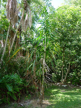 Attalea funifera - Palmpedia - Palm Grower's Guide