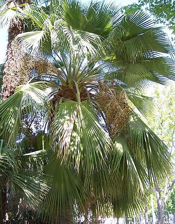Brahea edulis - Palmpedia - Palm Grower's Guide