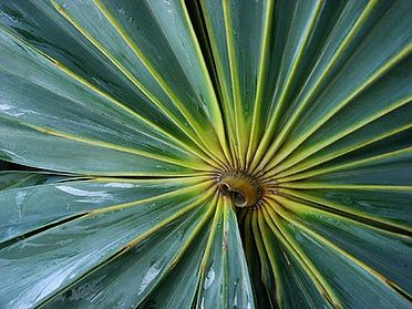 Coccothrinax miraguama - Palmpedia - Palm Grower's Guide