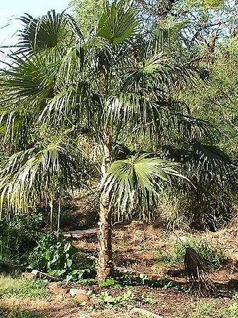 Coccothrinax barbadensis - Palmpedia - Palm Grower's Guide
