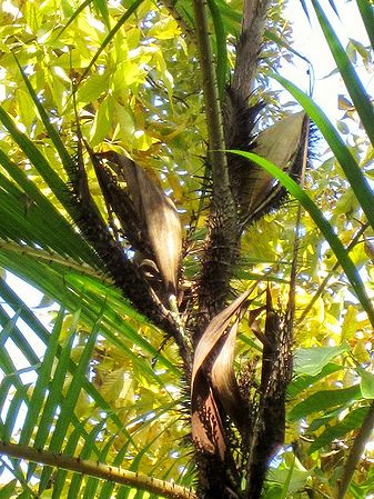 Daemonorops jenkinsiana - Palmpedia - Palm Grower's Guide