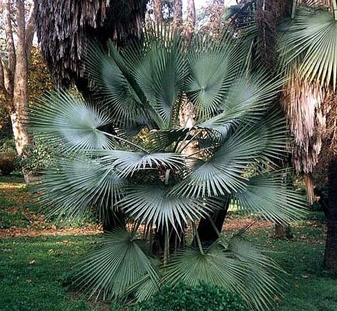 Brahea dulcis - Palmpedia - Palm Grower's Guide