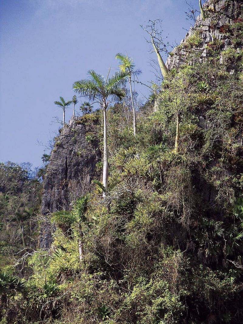 Gaussia princeps - Palmpedia - Palm Grower's Guide