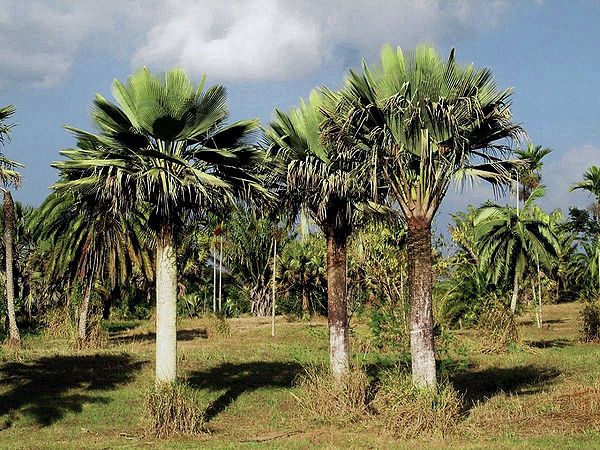 Copernicia gigas - Palmpedia - Palm Grower's Guide