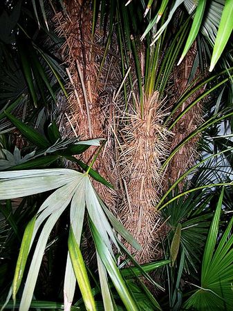 Zombia antillarum - Palmpedia - Palm Grower's Guide