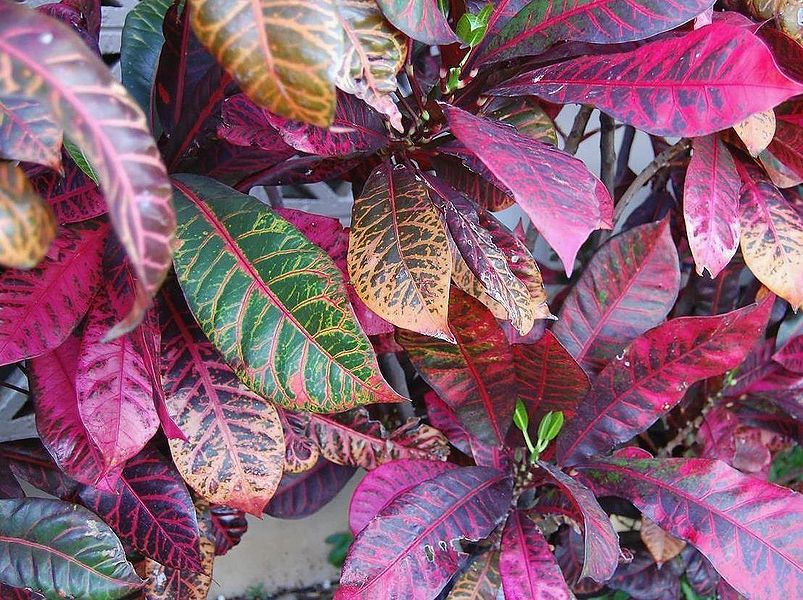 BERMUDA RED - Palmpedia - Palm Grower's Guide