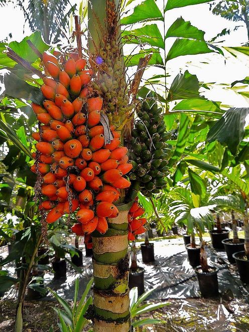 Areca caliso - Palmpedia - Palm Grower's Guide