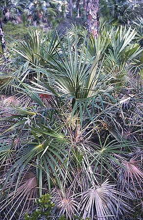 Coccothrinax argentata - Palmpedia - Palm Grower's Guide