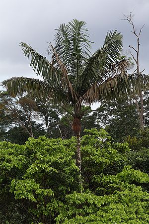 Oenocarpus bacaba - Palmpedia - Palm Grower's Guide