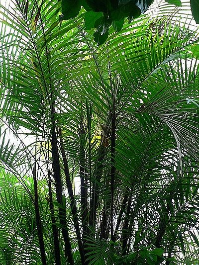Bactris major - Palmpedia - Palm Grower's Guide