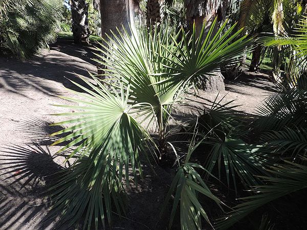 Brahea pimo - Palmpedia - Palm Grower's Guide