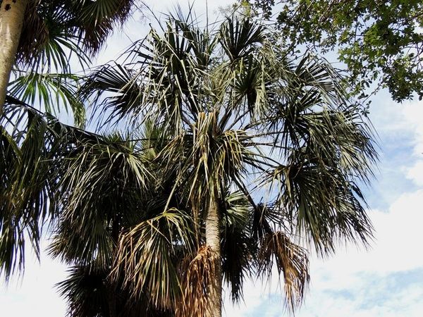 Sabal yapa - Palmpedia - Palm Grower's Guide