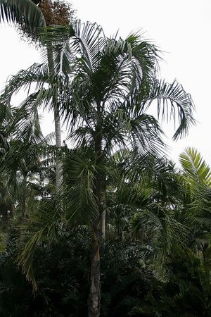 Syagrus botryophora - Palmpedia - Palm Grower's Guide