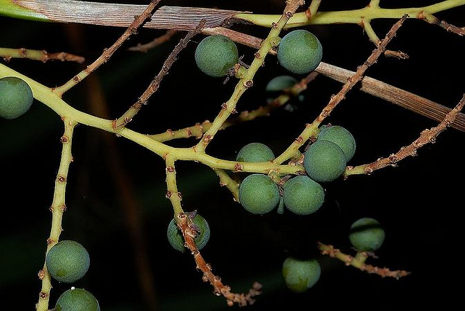 Sabal minor - Palmpedia - Palm Grower's Guide