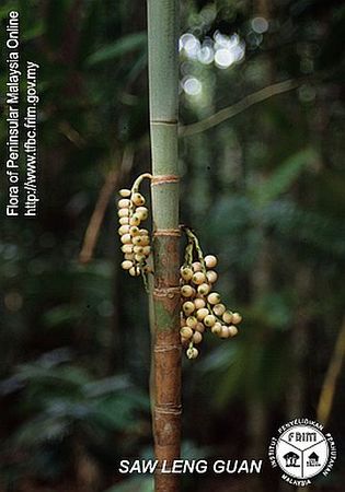 Pinanga patula - Palmpedia - Palm Grower's Guide