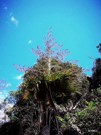 Tahina spectabilis - Palmpedia - Palm Grower's Guide