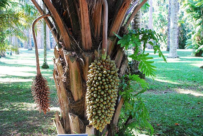 Attalea phalerata - Palmpedia - Palm Grower's Guide