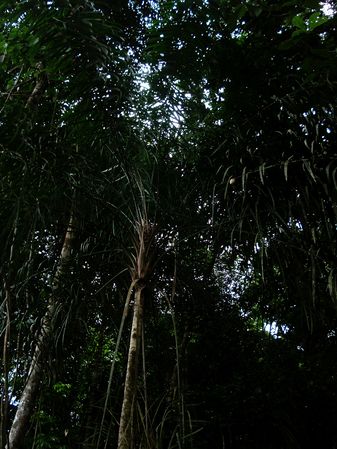 Syagrus cocoides - Palmpedia - Palm Grower's Guide