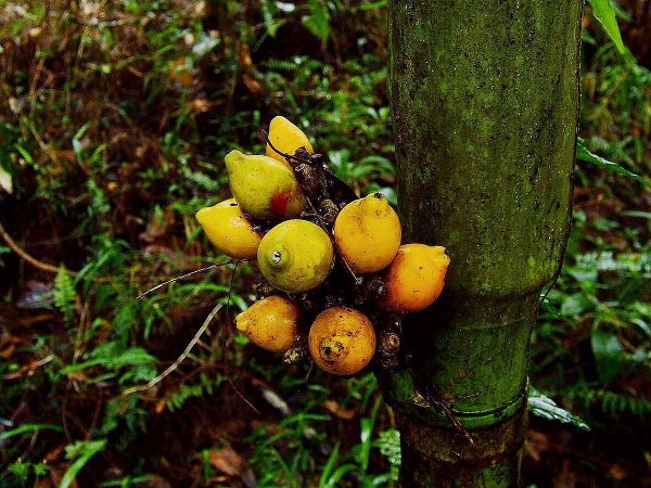 Areca caliso - Palmpedia - Palm Grower's Guide