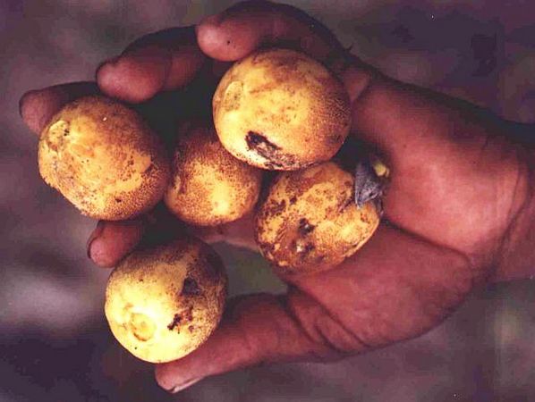 Attalea humilis - Palmpedia - Palm Grower's Guide