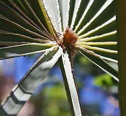 Coccothrinax fagildei - Palmpedia - Palm Grower's Guide