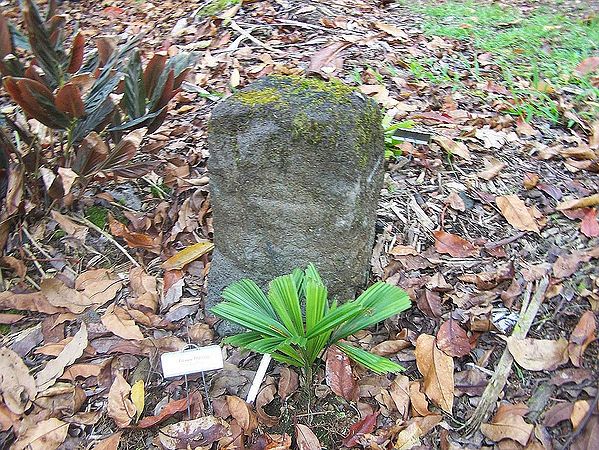 Licuala triphylla - Palmpedia - Palm Grower's Guide