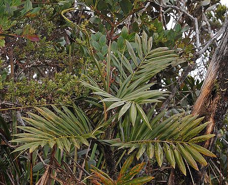 Calamus gibbsianus - Palmpedia - Palm Grower's Guide