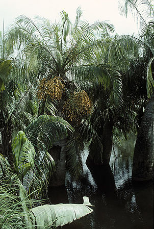 Ravenea musicalis - Palmpedia - Palm Grower's Guide